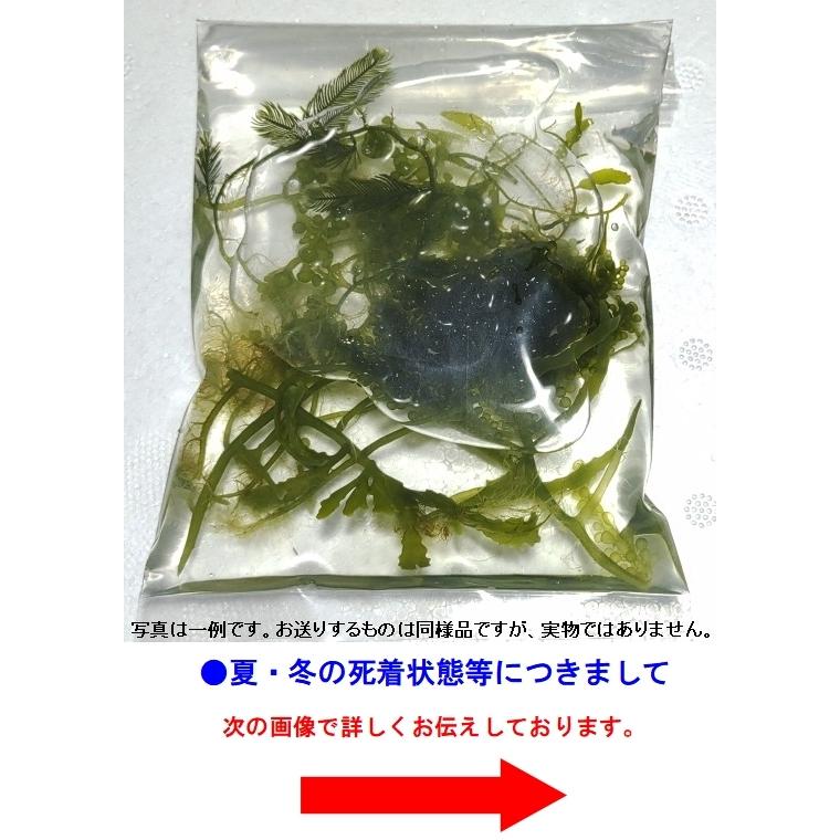 海藻MIX7種少量づつ一袋 ヘライワヅタ、タカノハヅタ広葉タイプ,イチイヅタ : 海水館NOMOZAKIヤフー店 - 通販 - Yahoo!ショッピング