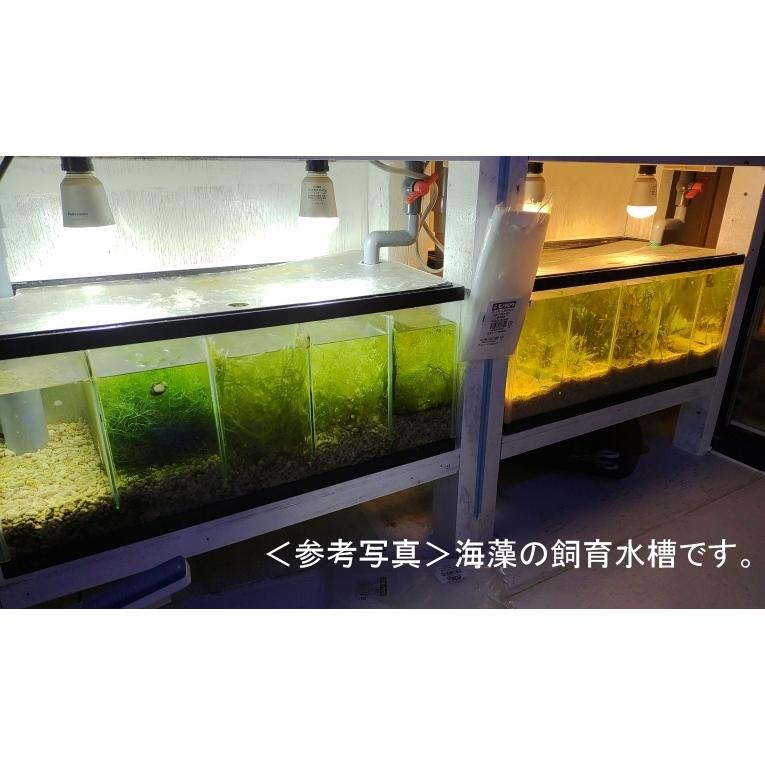 海藻MIX7種少量づつ一袋 ヘライワヅタ、タカノハヅタ広葉タイプ,イチイヅタ : 海水館NOMOZAKIヤフー店 - 通販 - Yahoo!ショッピング