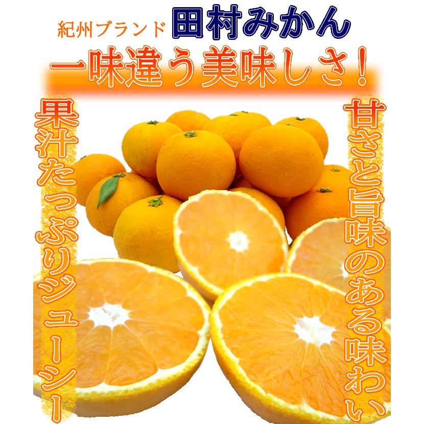 お歳暮 田村みかん 2Sサイズ 3kg 和歌山県有田産 早生みかん ギフト 湯浅町 出荷予定：11月中旬〜 : tamuramikan-2s-3 : 果実庵 - 通販 - Yahoo!ショッピング