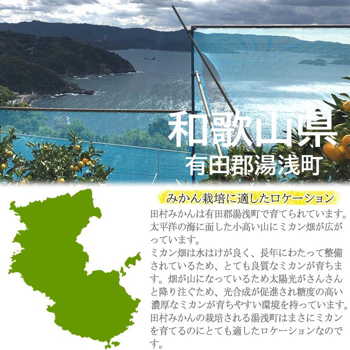 お歳暮 田村みかん 2Sサイズ 3kg 和歌山県有田産 早生みかん ギフト 湯浅町 出荷予定：11月中旬〜 : tamuramikan-2s-3 : 果実庵 - 通販 - Yahoo!ショッピング