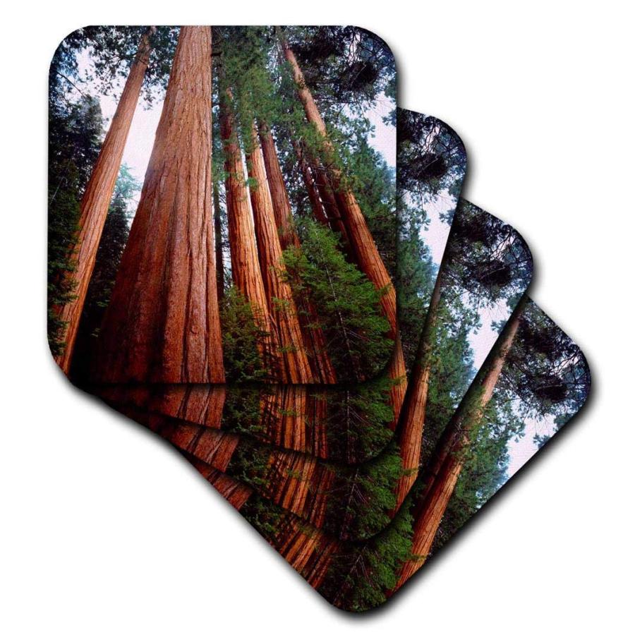 3dRose USA California Sierra Nevada Sequoia Redwood Trees in The ...