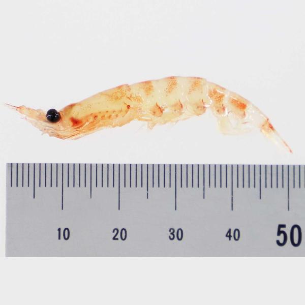 HAMAICHI [90] 生オキアミ レアハード 3L (N3) : かめや釣具ヤフー店 - 通販 - Yahoo!ショッピング