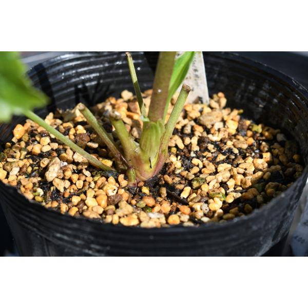 クリスマスローズ開花株 DD多弁咲きバイカラーピコティ 033 現品限り : 10058 : 金井園芸 - 通販 - Yahoo!ショッピング