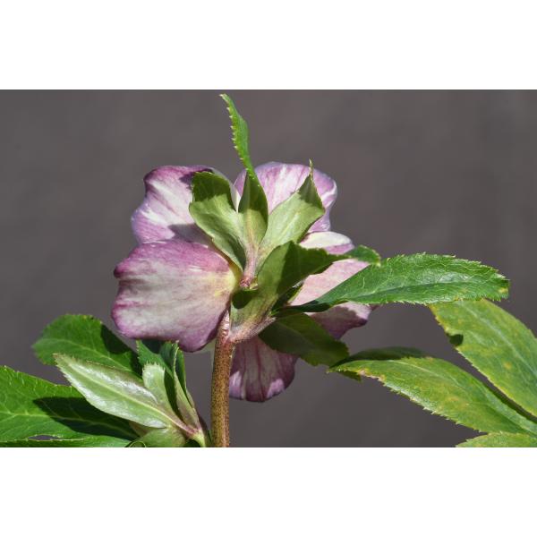 クリスマスローズ開花株 SS両面絞り咲きゴールド 127 現品限り : 金井園芸 - 通販 - Yahoo!ショッピング