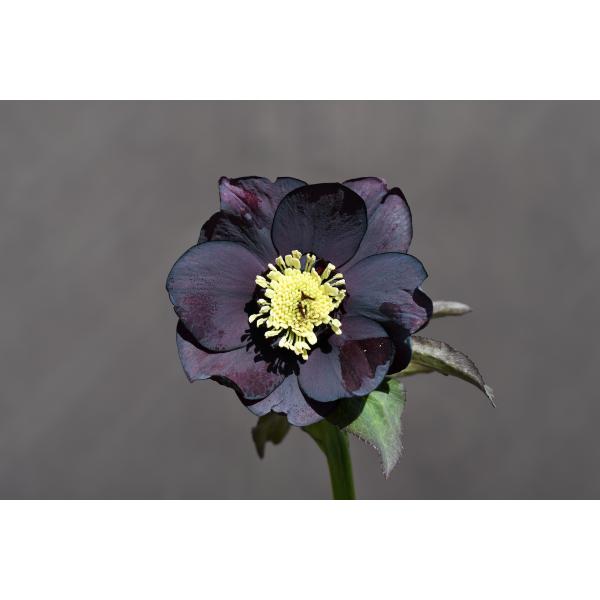 クリスマスローズ開花株 SD系ダークグレープ 527 現品限り : 10447 : 金井園芸 - 通販 - Yahoo!ショッピング