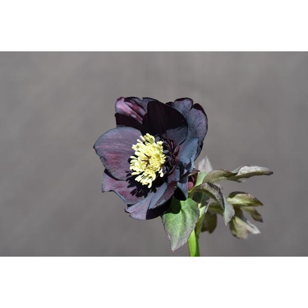 クリスマスローズ開花株 SD系ダークグレープ 527 現品限り : 10447 : 金井園芸 - 通販 - Yahoo!ショッピング