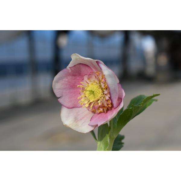 クリスマスローズ開花株 SDカップ咲きリバーシブルグラデーション 005 現品限り : 金井園芸 - 通販 - Yahoo!ショッピング