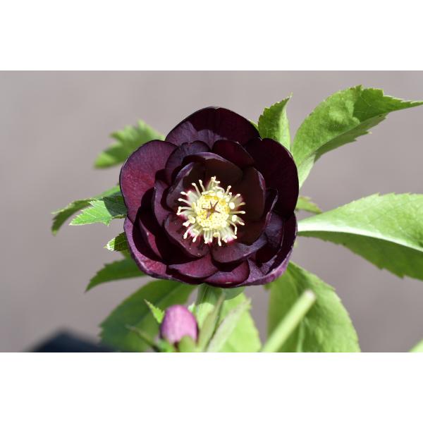 クリスマスローズ開花株 DD紅白系ディープレッド 033 現品限り : 金井園芸 - 通販 - Yahoo!ショッピング