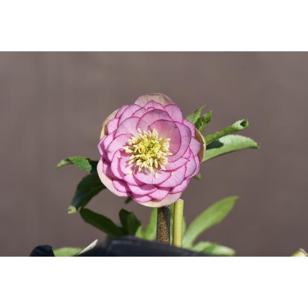 クリスマスローズ開花株 DDバイカラーピンクピコティ 118 現品限り : 金井園芸 - 通販 - Yahoo!ショッピング