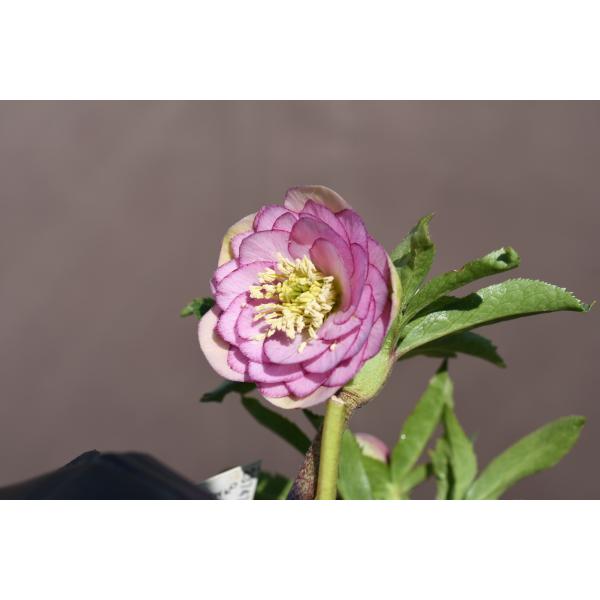 クリスマスローズ開花株 DDバイカラーピンクピコティ 118 現品限り : 金井園芸 - 通販 - Yahoo!ショッピング