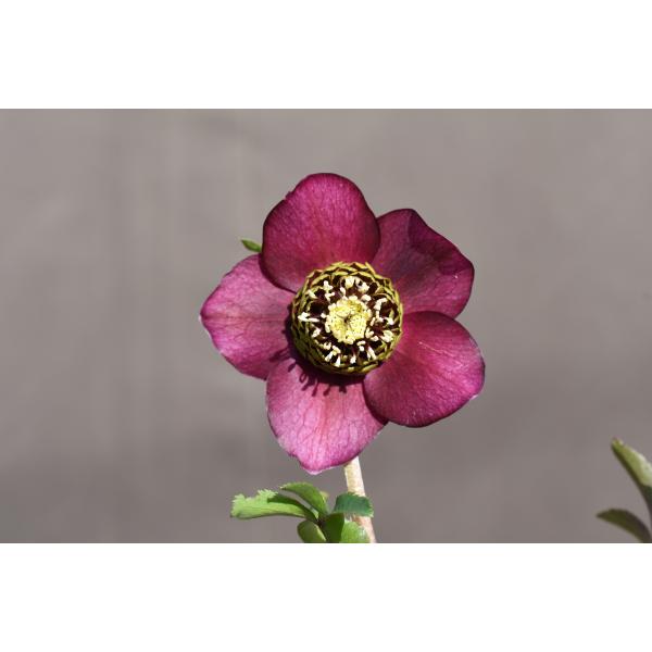 クリスマスローズ開花株 SDグロッシーカラー☆グロスバーガンディモーリー 418 現品限り : 金井園芸 - 通販 - Yahoo!ショッピング