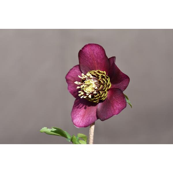 クリスマスローズ開花株 SDグロッシーカラー☆グロスバーガンディモーリー 418 現品限り : 金井園芸 - 通販 - Yahoo!ショッピング