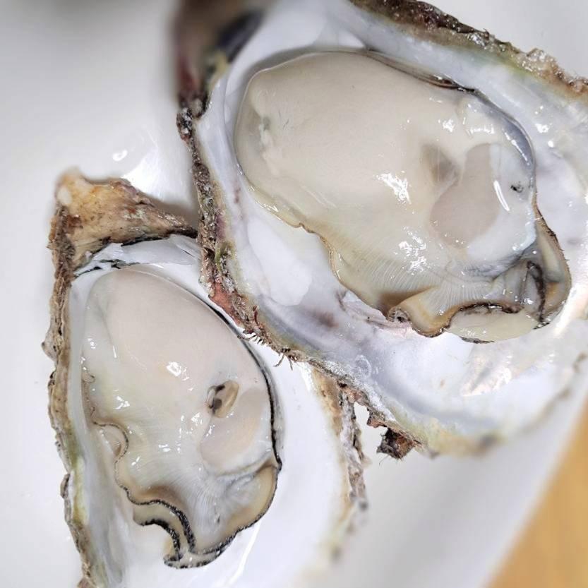 岩牡蠣 岩ガキ 1.2kg 300g台 4個 セット 生食用 生牡蠣 殻開けサービス 殻付き 天然 海のミルク 岩かき 岩カキ BBQ 海鮮 バーベキュー カキフライ : お魚問屋 蟹ぷらす ...