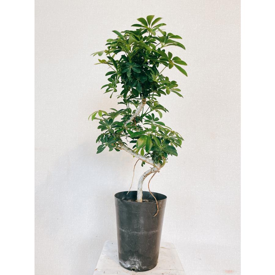 シェフレラ コンパクタ 曲げ仕立て 60cm カポック 美形 No.409 :409:香り屋 - 通販 - Yahoo!ショッピング