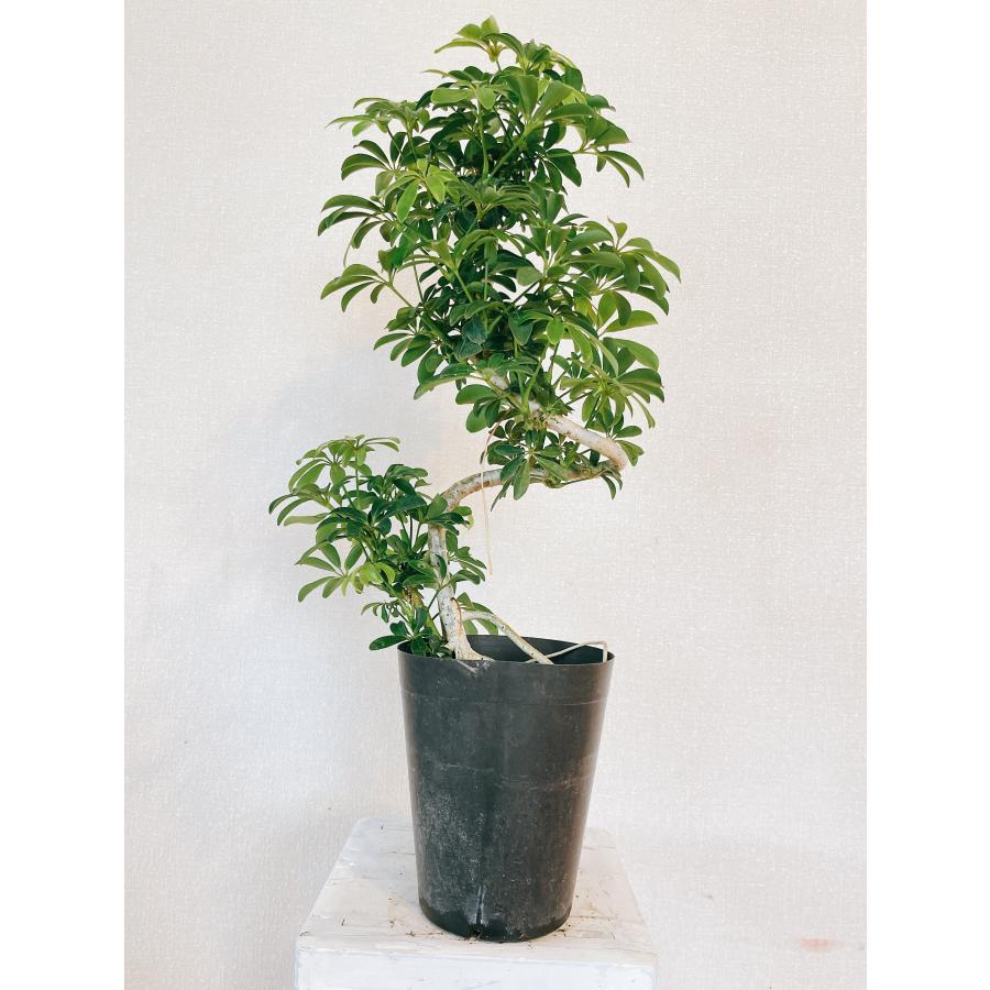 シェフレラ コンパクタ 曲げ仕立て 60cm カポック 美形 No.413 : 香り屋 - 通販 - Yahoo!ショッピング