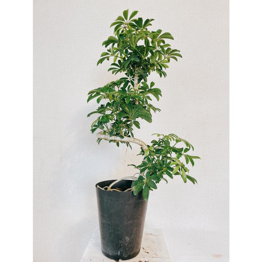 シェフレラ コンパクタ 曲げ仕立て 60cm カポック 美形 No.413 : 香り屋 - 通販 - Yahoo!ショッピング