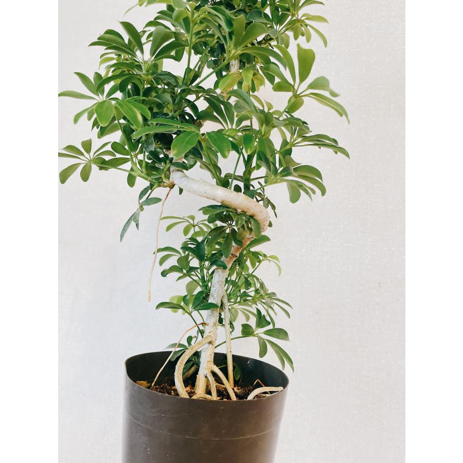 シェフレラ コンパクタ 曲げ仕立て 60cm カポック 美形 No.413 : 香り屋 - 通販 - Yahoo!ショッピング