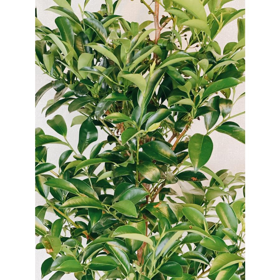 サカキ 苗 榊 150cm 国産 苗木 大型 No.419 : 419 : 香り屋 - 通販 - Yahoo!ショッピング