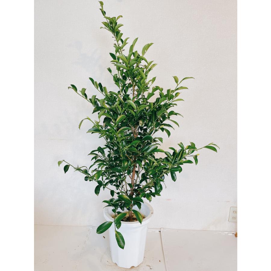 サカキ 苗 榊 150cm 国産 苗木 大型 No.419 : 419 : 香り屋 - 通販 - Yahoo!ショッピング