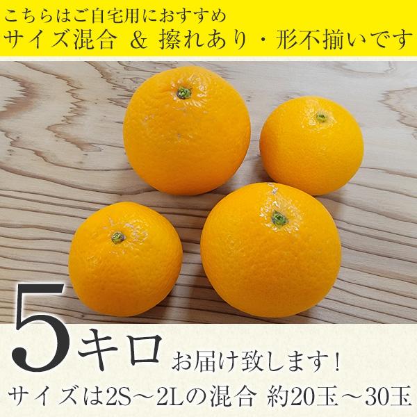 うなぎ屋かわすい 収穫次第順次発送 藤田さんの春峰 2S〜2Lサイズ混合 5キロ しゅんぽう : うなぎ屋かわすい 川口水産 ヤフー店 - 通販 - Yahoo!ショッピング