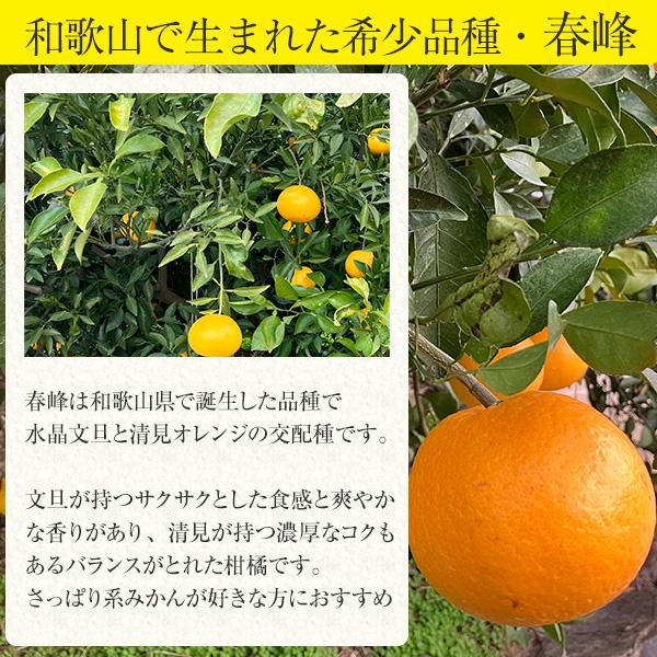 うなぎ屋かわすい 収穫次第順次発送 藤田さんの春峰 2S〜2Lサイズ混合 5キロ しゅんぽう : うなぎ屋かわすい 川口水産 ヤフー店 - 通販 - Yahoo!ショッピング