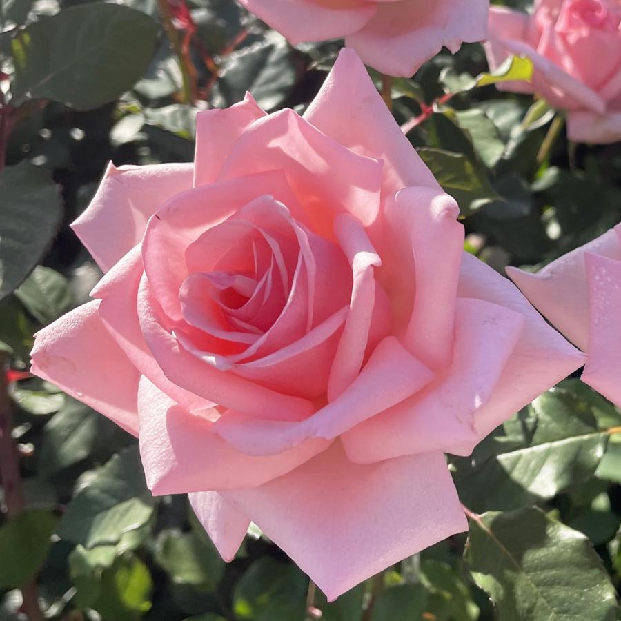 バラ [ ひととき ] 秋苗 大苗 ピンク系 四季咲 京阪園芸 F&Gローズ ローズアロマティーク バラ苗 薔薇 (2408) : 1934a : 京阪園芸ヤフー店 - 通販 - Yahoo ...