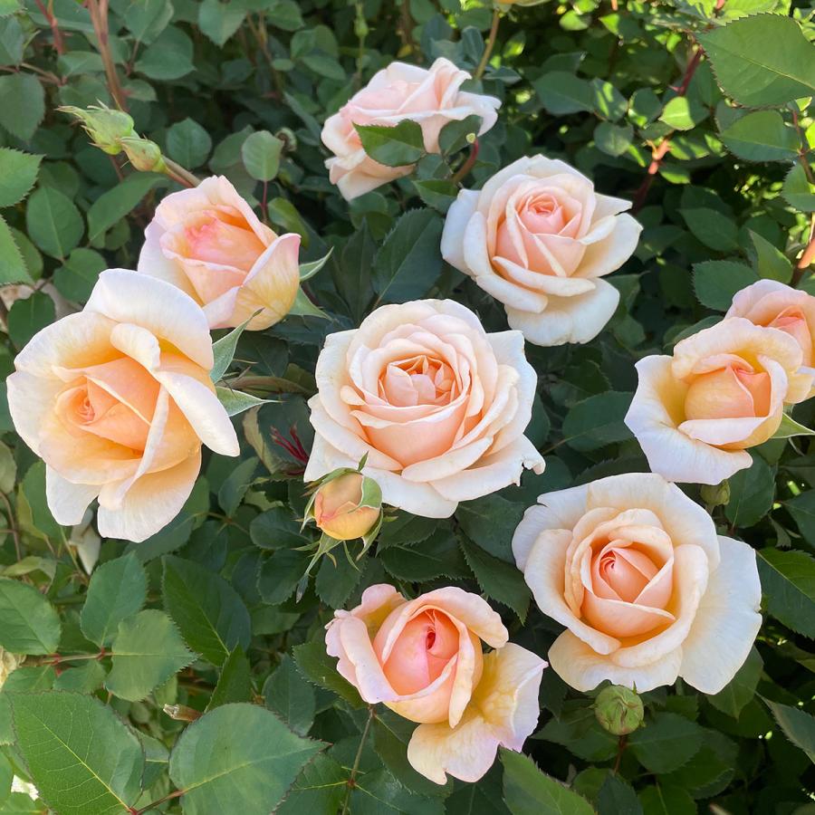 バラ [ ここねいろ ] 秋苗 大苗 アプリコット クリーム系 四季咲 京阪園芸 F&Gローズ ローズアロマティーク バラ苗 薔薇 (2408) : 京阪園芸ヤフー店 - 通販 - Yahoo ...