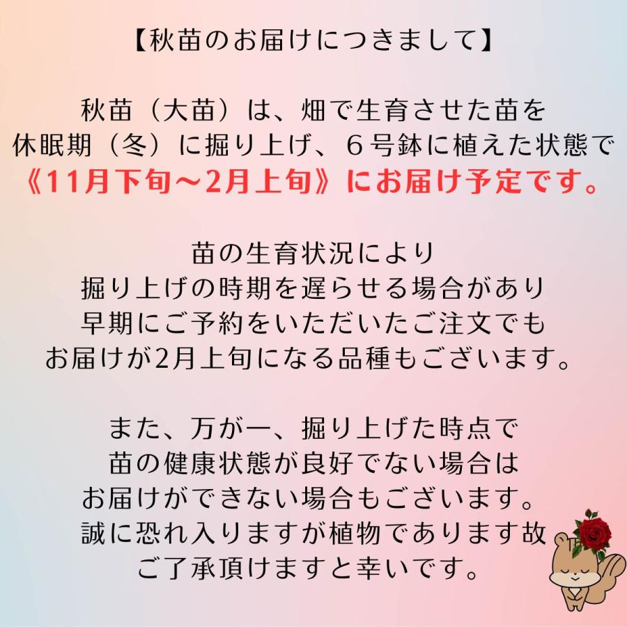 バラ [ 結び ] 秋苗 大苗 藤色 四季咲 F&Gローズ 京阪園芸 セレクション バラ苗 薔薇 (2408) : 京阪園芸ヤフー店 - 通販 - Yahoo!ショッピング