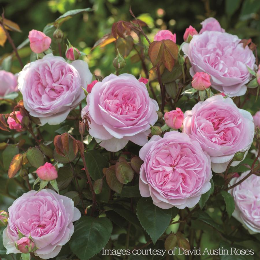 ブランド登録なし バラ [ オリビアローズオースチン Olivia Rose Austin (Ausmixture) ] 秋苗 返り咲 ピンク ...