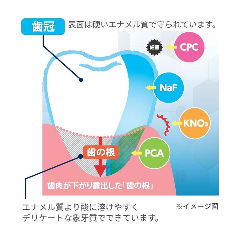 チェックアップ ライオン DENT. ルートケア アルファ 90g フッ素1450ppm 10本 : KELLYSヤフーショッピング店 - 通販 - Yahoo!ショッピング