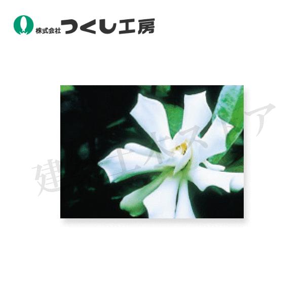 つくし工房 PH-12 び〜看用写真ステッカー クチナシ 297×420 : 建築土木ストア - 通販 - Yahoo!ショッピング