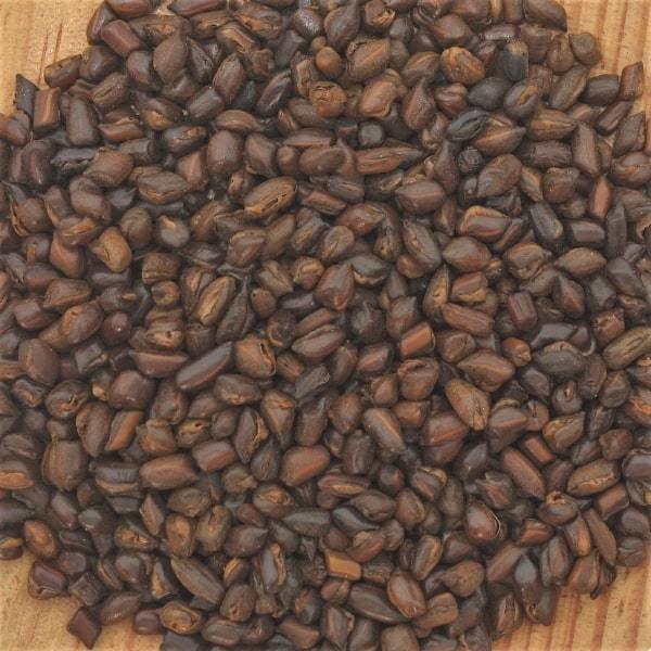 はぶ茶 ( ハブ茶 ) 200g Roasted Cassia Seed Tea : habu-2 : 健康茶ギャラリー Yahoo!店 ...