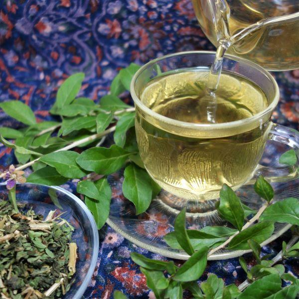 クコの葉茶 ( 枸杞の葉茶 ) 20袋（3g入り ティーバッグ ×20袋） Goji Leaf Tea クコ茶 国産 : 健康茶ギャラリー ...