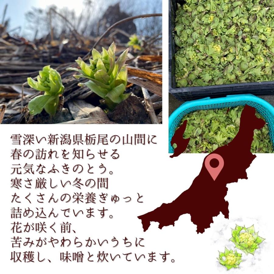 ふきのとう味噌 ふき 味噌 蕗の薹 手作り ふきのとう 春 山菜 無添加 新物 甘辛 新潟 260g 130g×2パック : 産直ギフトとみおか もち豚 母の日 父の日 中元 - 通販 ...