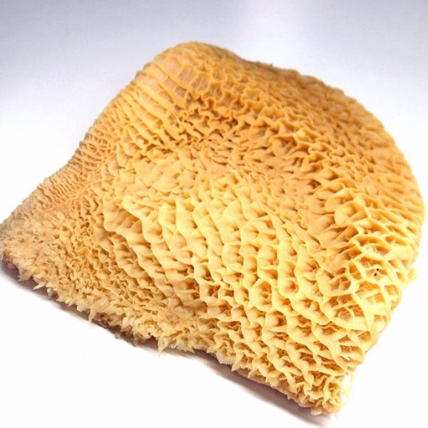 牛生ハチノス1kg トリッパ 牛肚 beef reticulum trippa italy : プレミアムデリカわたせいヤフー店 - 通販 ...