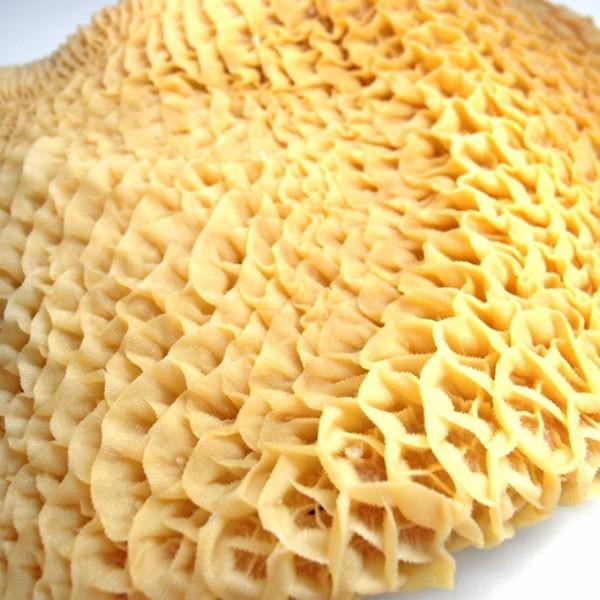 牛生ハチノス1kg トリッパ 牛肚 beef reticulum trippa italy : プレミアムデリカわたせいヤフー店 - 通販 ...