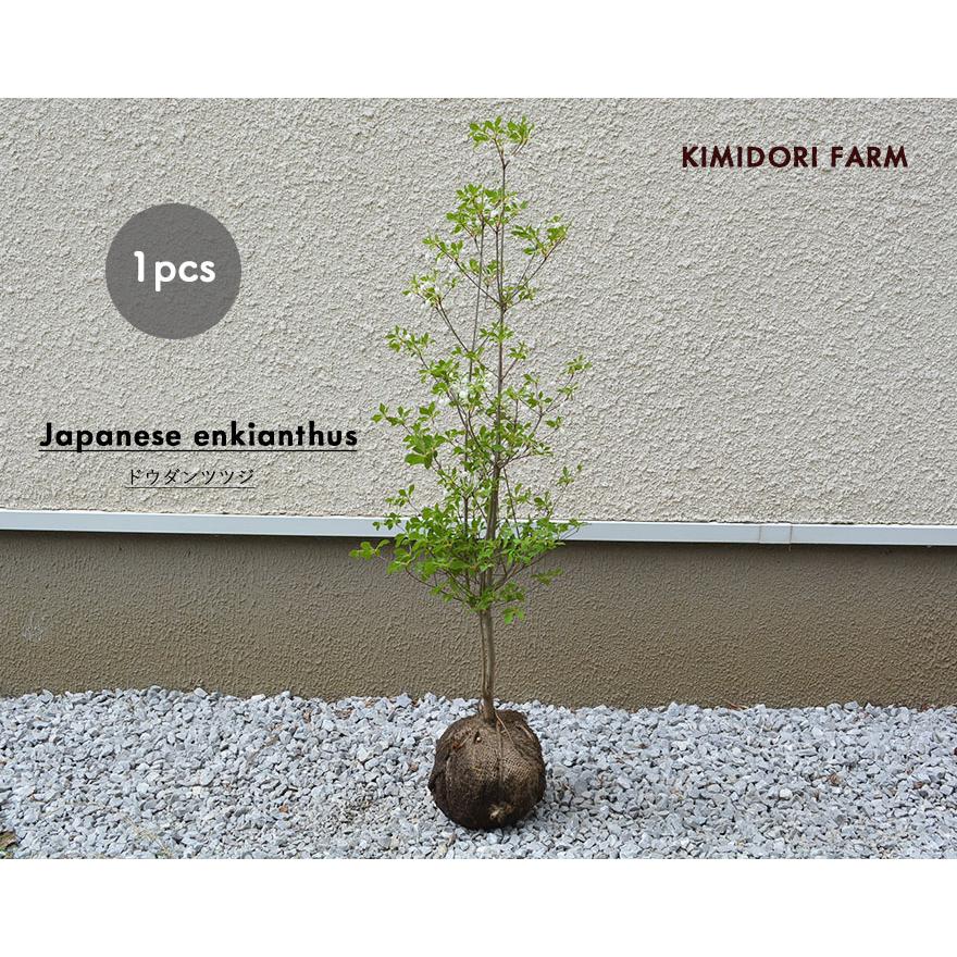 ドウダンツツジ 約80cm 苗 低木 植木 庭木 ガーデニング 落葉 ドウダンツツジ 約80cm 苗 低木 植木 庭木 ガーデニング 落葉