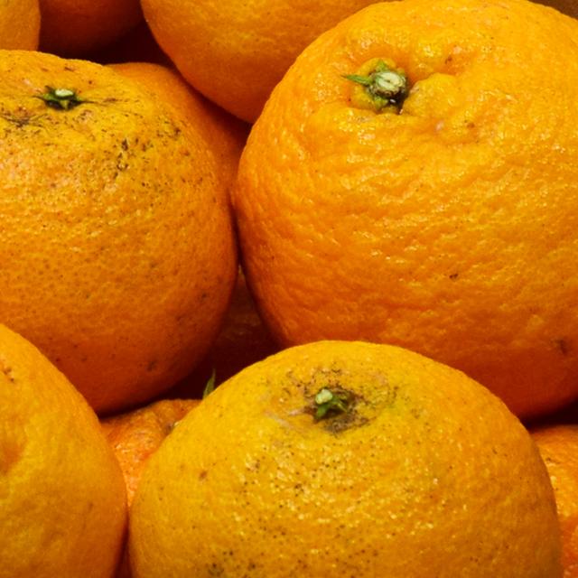 訳あり 送料無料 鹿児島長島獅子島産 デコポン 6kg（3kg×2ケース） 産地直送 同梱・代引不可 でこぽん 訳あり 鹿児島県産 柑橘 みかん フルーツ :169619:オーリックヤフー店 ...