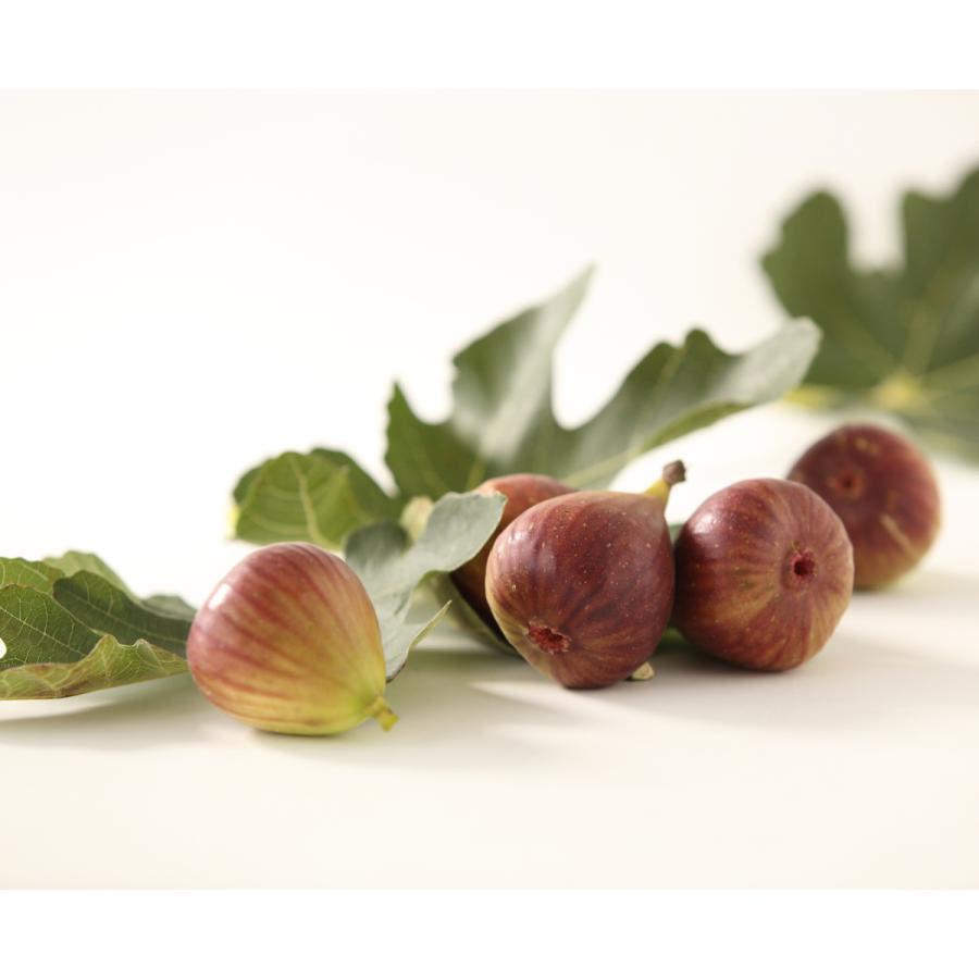 【産直】いちじく 和歌山県紀の川市産 約1kg 12玉入 : 紀のファーム - 通販 - Yahoo!ショッピング