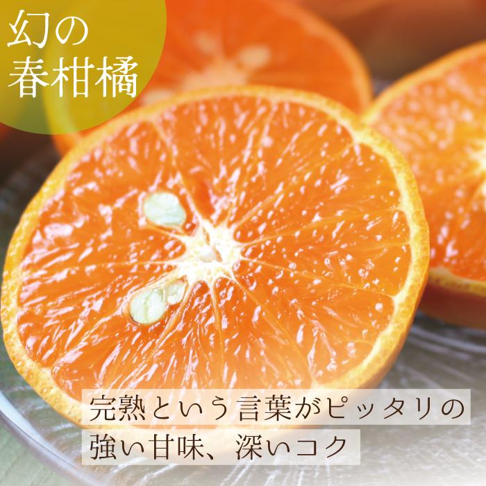 カラマンダリン【秀品 L/2L/3L(中玉から大玉)サイズ 5kg 】贈答用 カラ みかん 紀南みかん 樹上完熟 フルーツ 果物 和歌山 紀南 紀州の旬マルシェ 紀の : 紀州の旬マルシェ 紀 ...