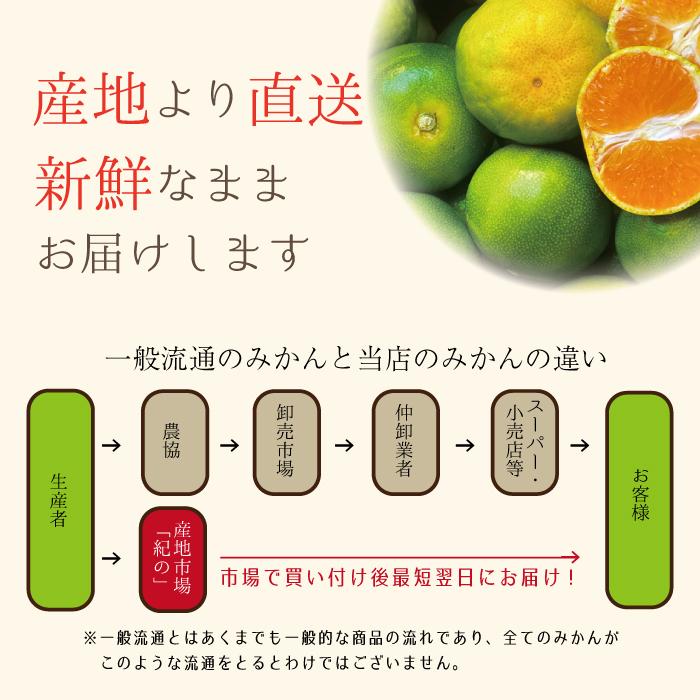 極早生みかん YN26 【秀品Mサイズ10kg】 送料無料 和歌山オリジナル品種 みかん 極早生 温州みかん 中玉 糖度 和歌山 紀南 ギフト 紀の : yn26-syu-m-10 : 紀州の ...