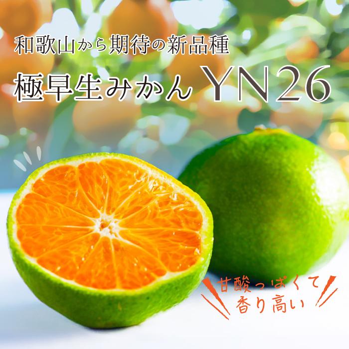 極早生 みかん YN26 送料無料 【 秀品 S サイズ 3kg 】 和歌山オリジナル品種 温州みかん 小粒 小玉 糖度 和歌山 紀南 ギフト 紀の : 紀州の旬マルシェ 紀の - 通販 ...