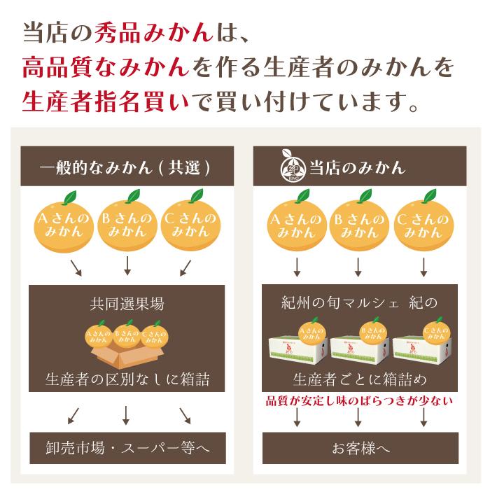 極早生 みかん YN26 送料無料 【 秀品 SS サイズ 10kg 】 和歌山オリジナル品種 温州みかん 小粒 小玉 糖度 和歌山 紀南 ギフト 紀の : 紀州の旬マルシェ 紀の - 通販 ...