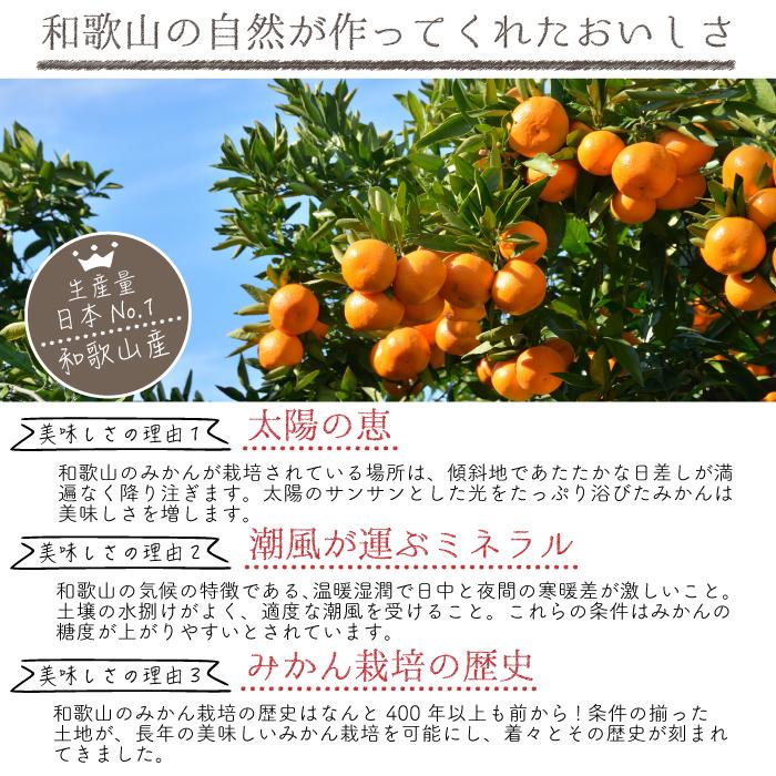 極早生 みかん YN26 送料無料 【 秀品 SS サイズ 10kg 】 和歌山オリジナル品種 温州みかん 小粒 小玉 糖度 和歌山 紀南 ギフト 紀の : 紀州の旬マルシェ 紀の - 通販 ...