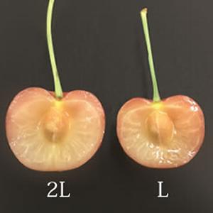 さくらんぼ 特選紅秀峰 手詰め500g 山形県産 ギフト 高級 2L 3L サイズ 紅秀峰 (清川屋のサクランボ) :S0034:清川屋Yahoo!店 - 通販 - Yahoo!ショッピング