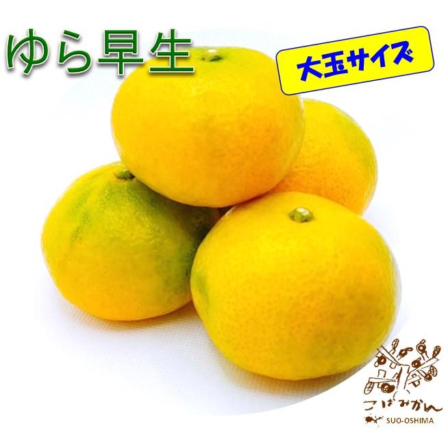 山口周防大島産『大玉ゆら早生(2L〜3L) 家庭用 中箱 約4.8kg』 : こばみかん! - 通販 - Yahoo!ショッピング