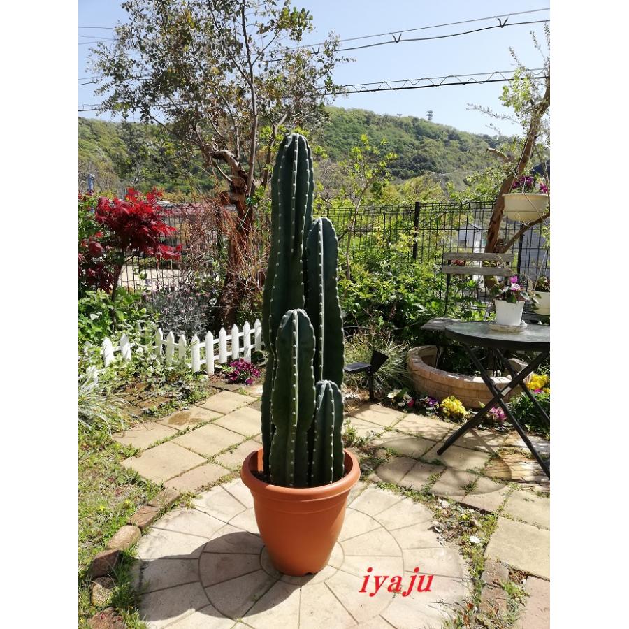 柱サボテン 10号(0055) オシャレな観葉植物 インテリアグリーン ドライガーデン トロピカルガーデン : KOBE-IYAJU - 通販 - Yahoo!ショッピング