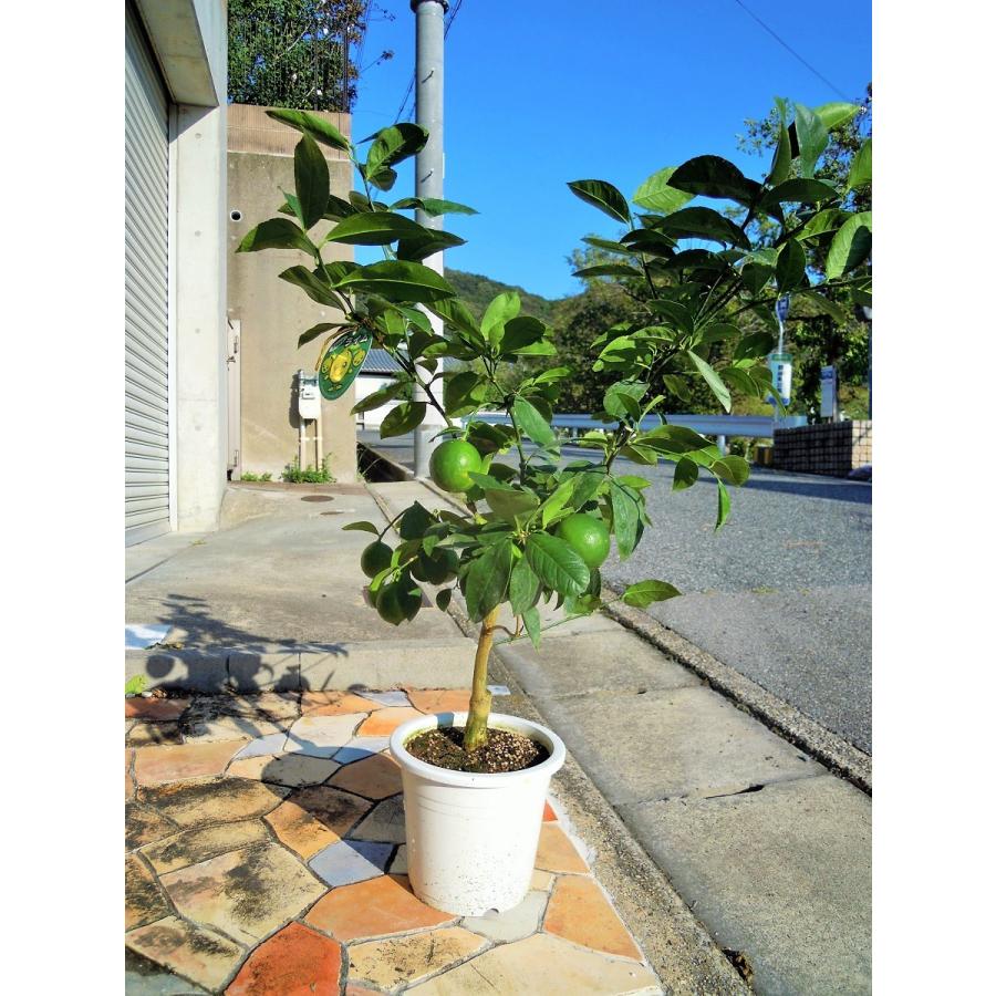 ライム 7号（0061）実付き 柑橘 : KOBE-IYAJU - 通販 - Yahoo!ショッピング