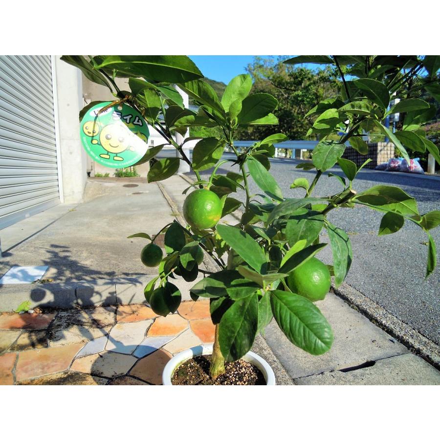 ライム 7号（0061）実付き 柑橘 : KOBE-IYAJU - 通販 - Yahoo!ショッピング