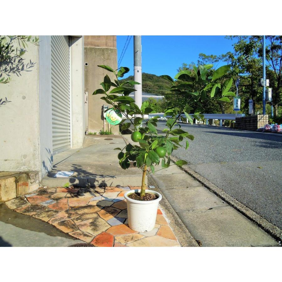 ライム 7号（0061）実付き 柑橘 : KOBE-IYAJU - 通販 - Yahoo!ショッピング